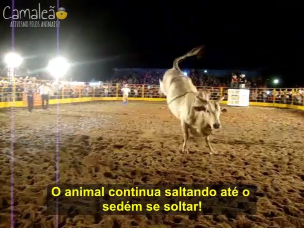CAMALEÃO flagra maus-tratos em rodeio no interior de São Paulo